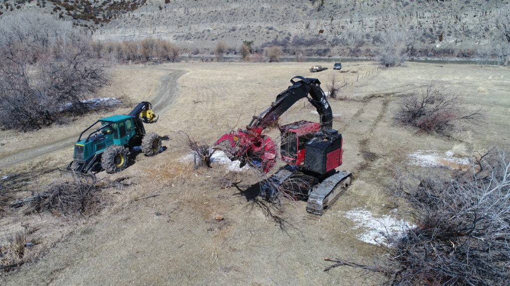 Russian Olive Eradication Project – Park Conservation District